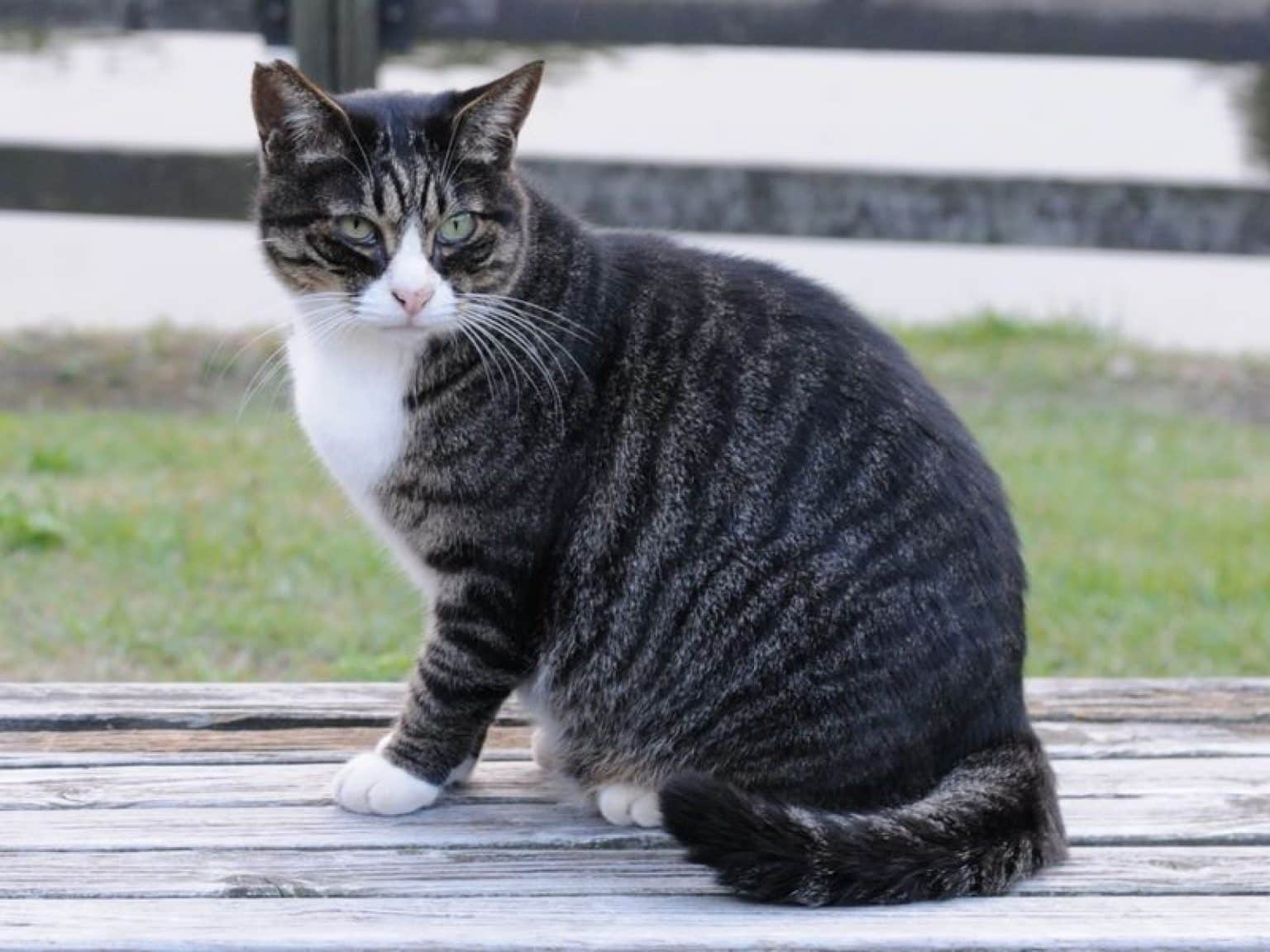 Chat tigré : Ce que vous devez savoir sur ce pelage commun et ...