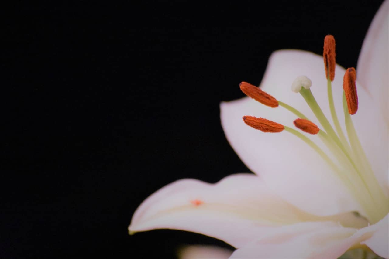 Bulbe à Fleurs de Lys Lilium : Plantation & Entretien de cette Belle ...